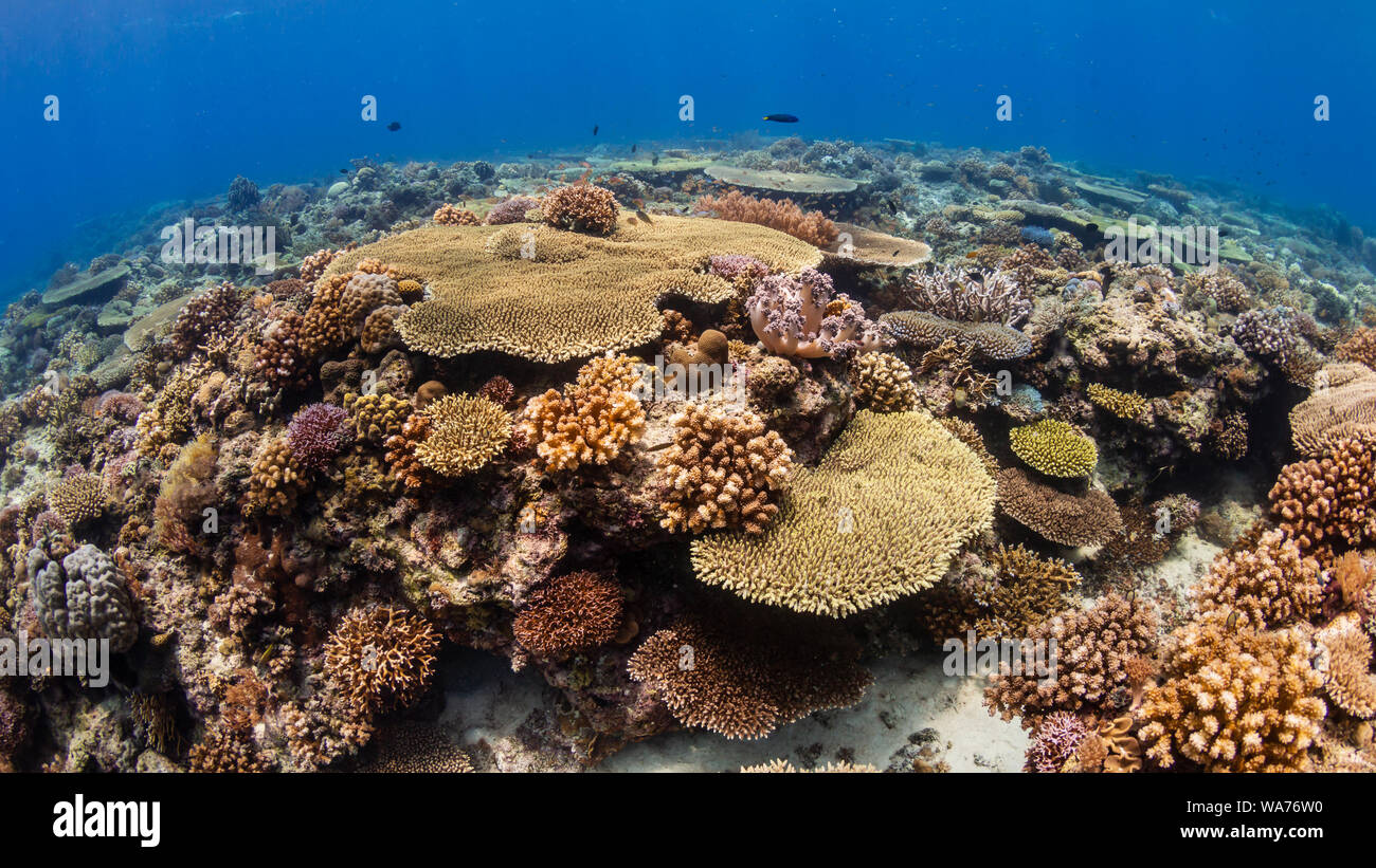 Beautiful healthy shallow water hi-res stock photography and images - Alamy