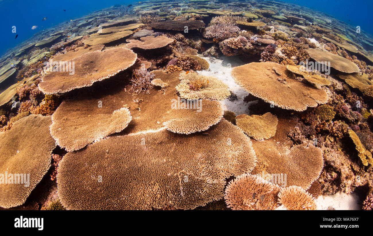 Huge table corals (Acropora) and other hard corals on a shallow water ...