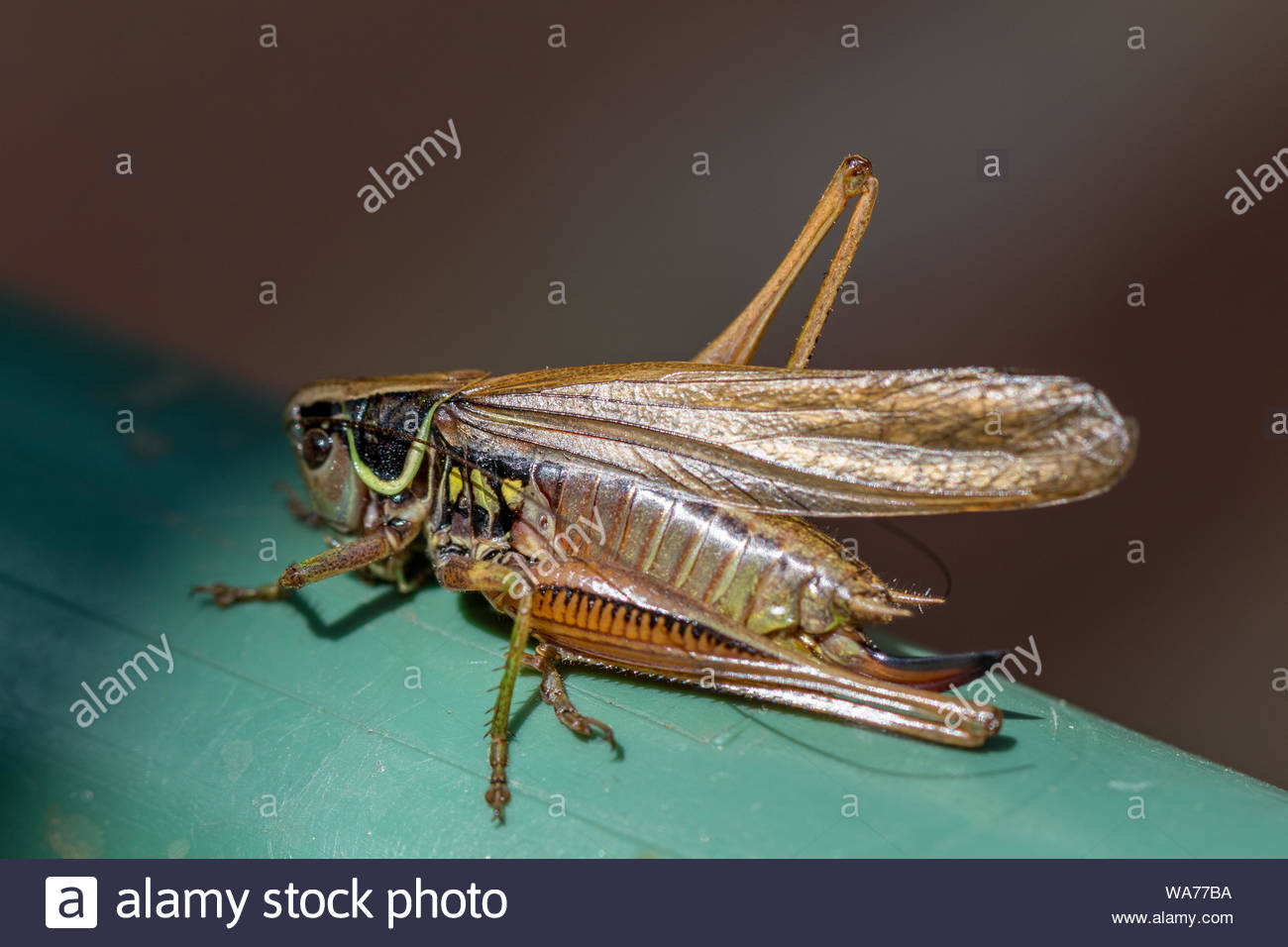 Bush Cricket Tettigoniidae High Resolution Stock Photography and Images ...