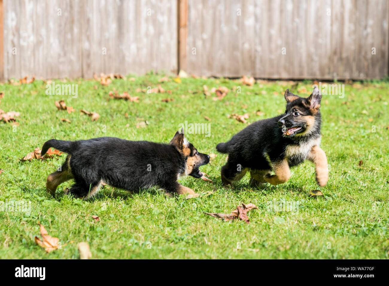 German shepherd puppies hi-res stock photography and images - Alamy