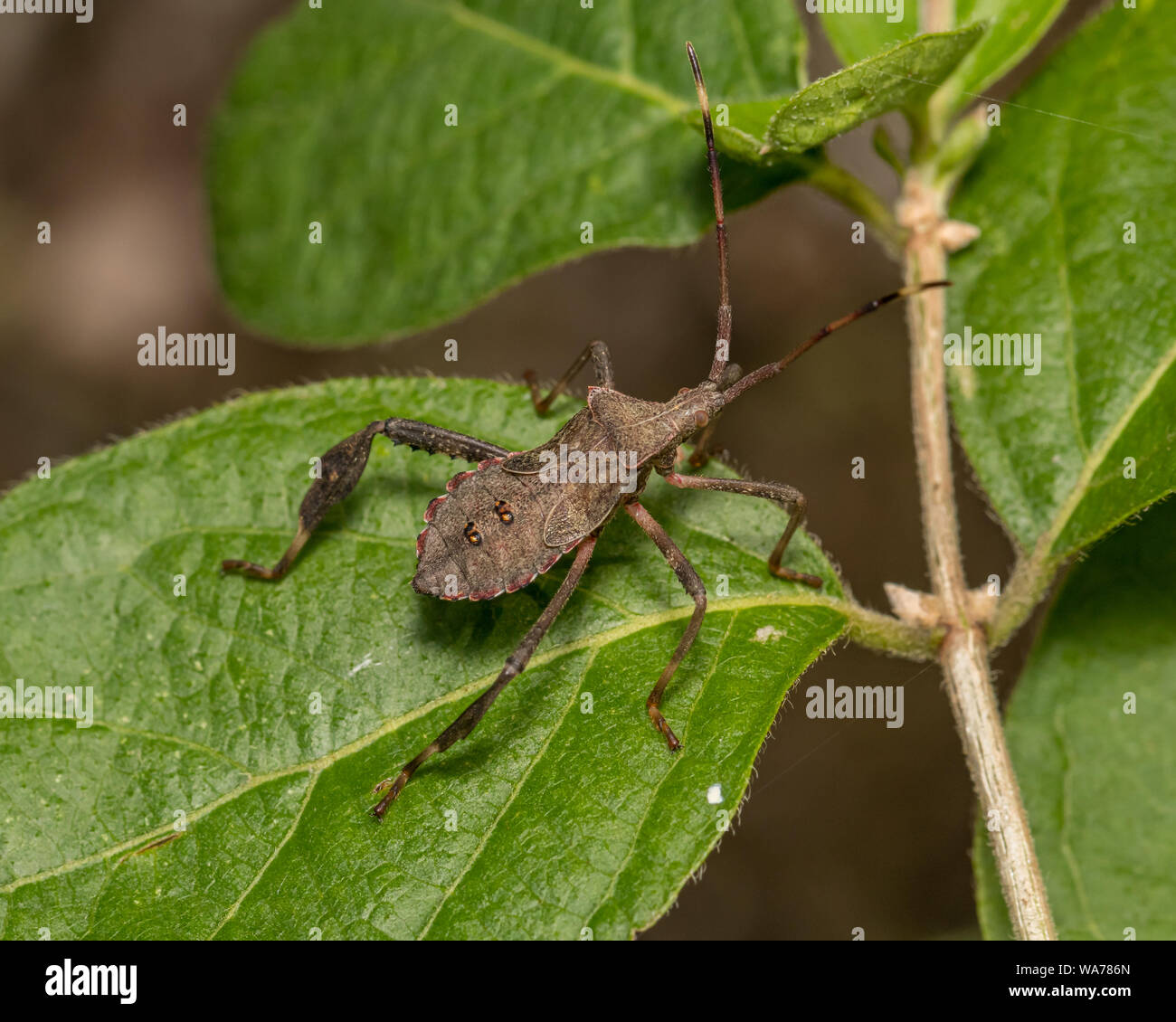closeup of Leaf-footed bug sitting on green plant leaf Stock Photo - Alamy