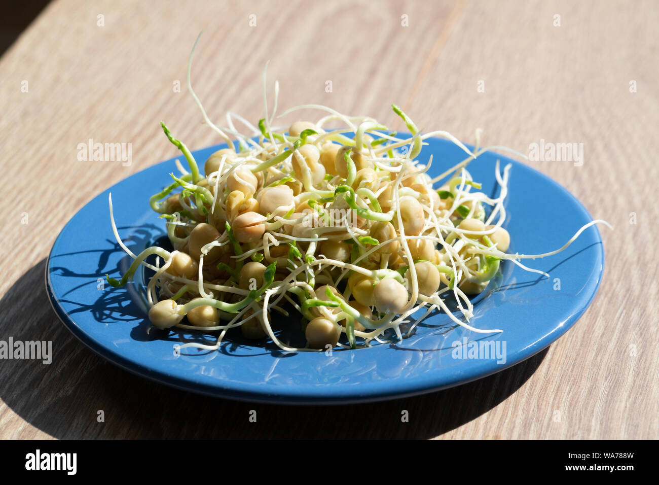 green sprouts edible plants. microgreens nutrition Stock Photo - Alamy