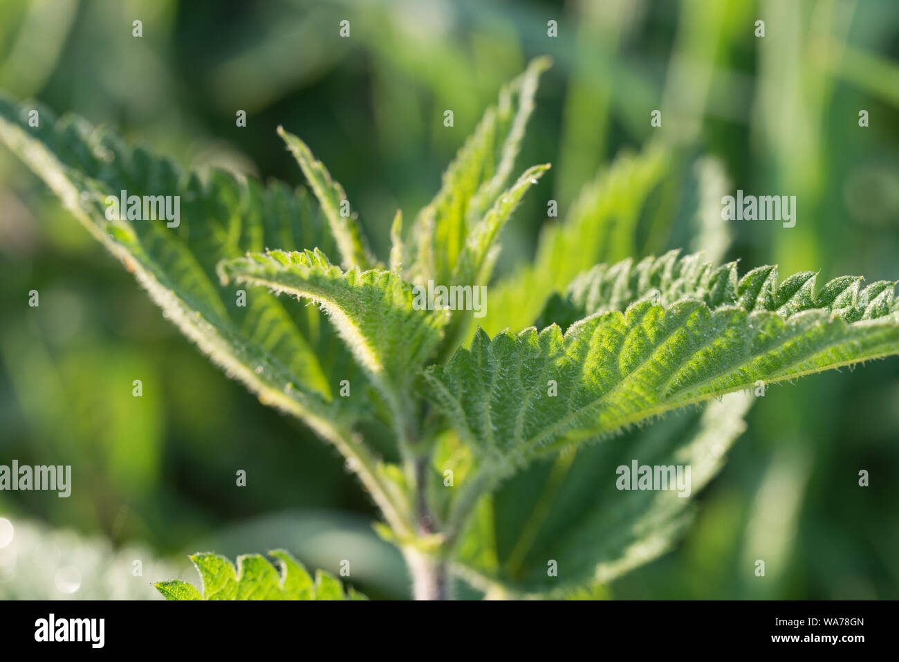 Sting nettle leaves hi-res stock photography and images - Alamy