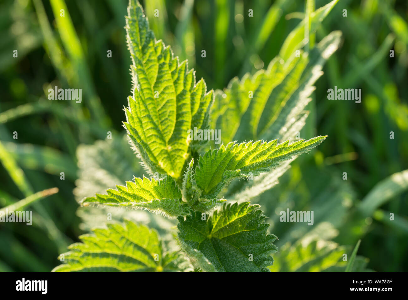 nettle leaves macro on sunny day Stock Photo - Alamy