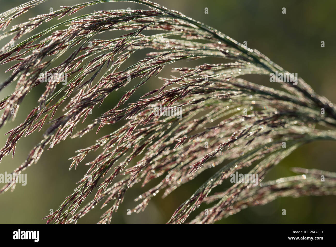 Phragmites australis reed seed head macro Stock Photo - Alamy
