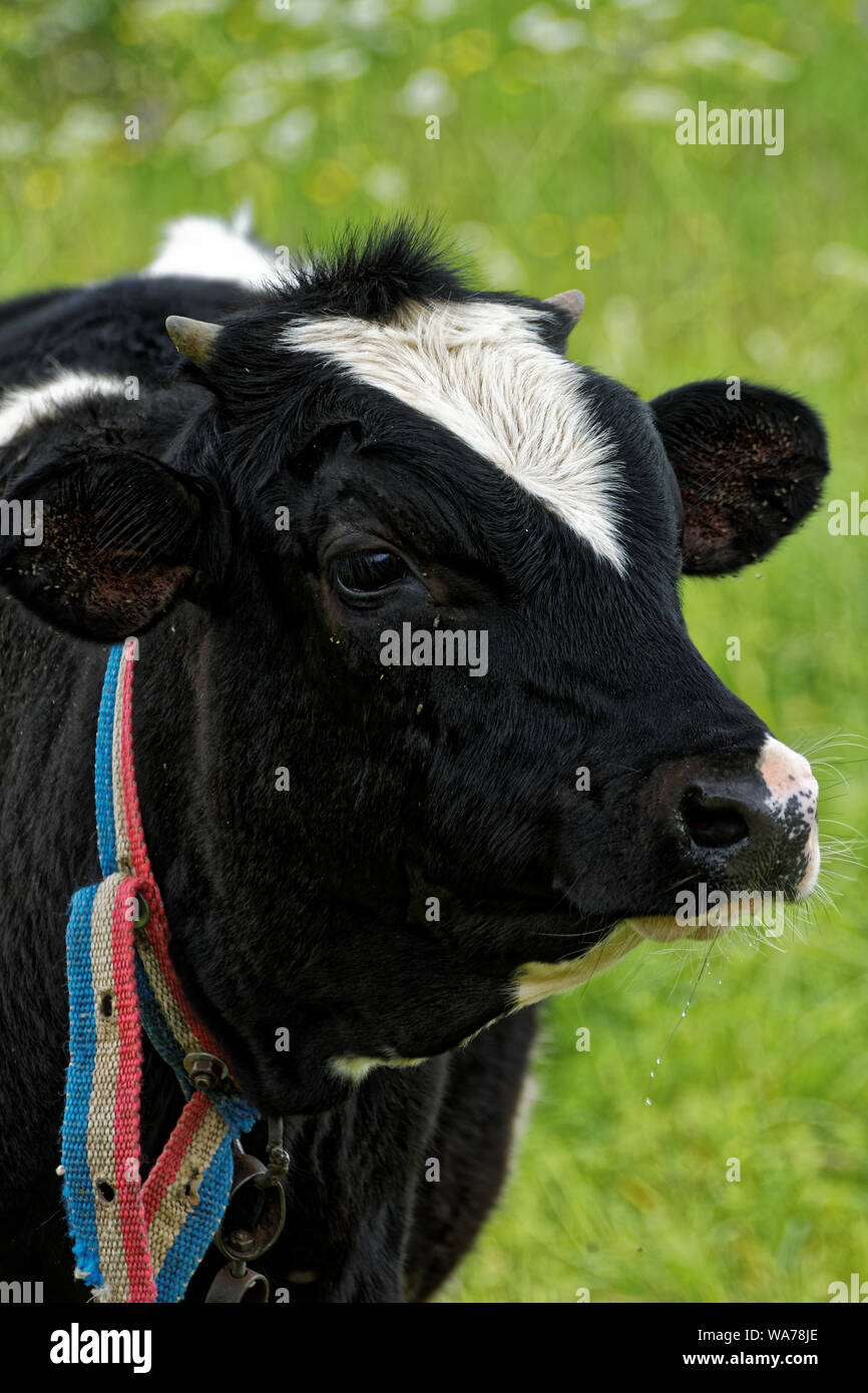 Calf pictures hi-res stock photography and images - Alamy