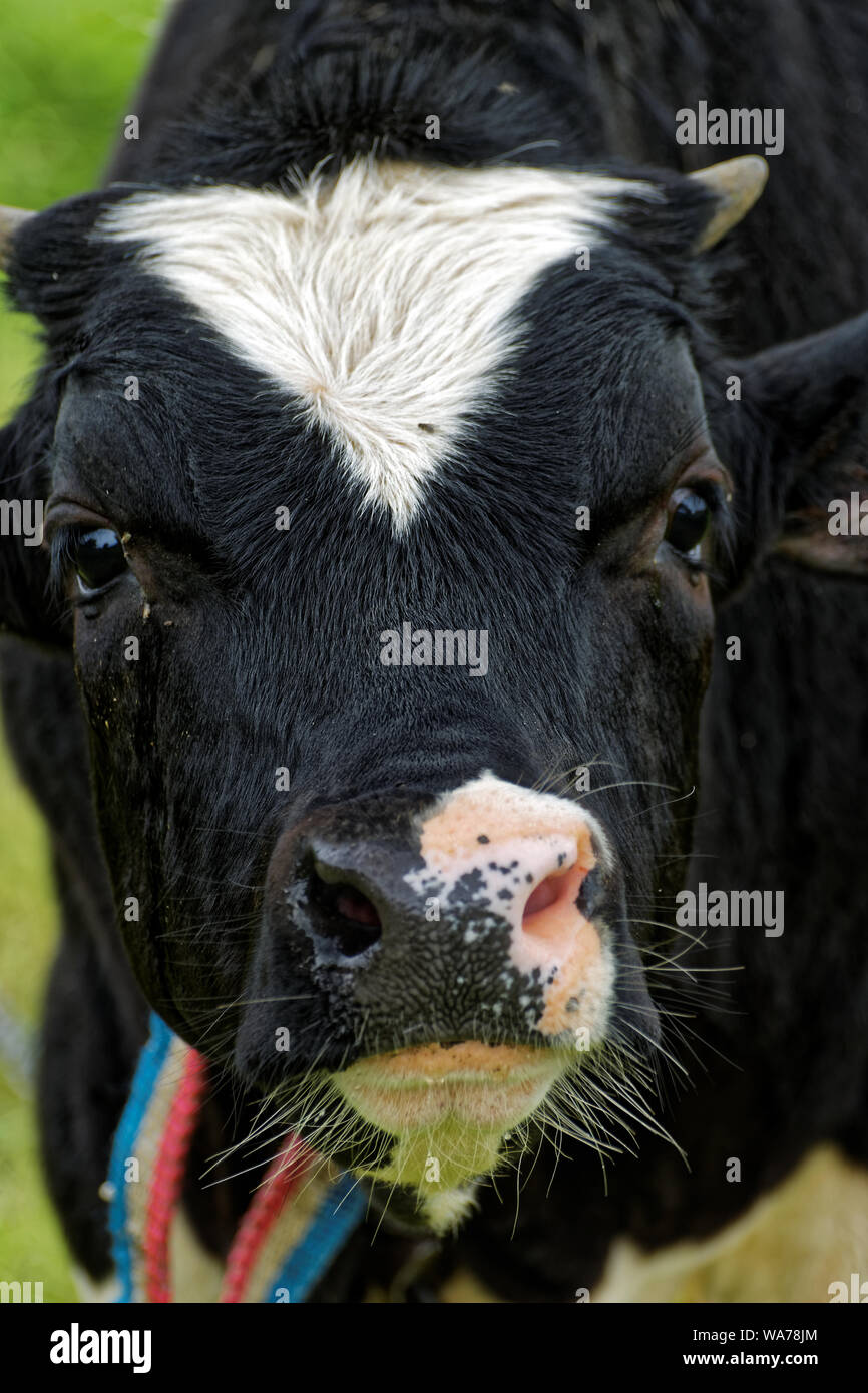 Calf pictures hi-res stock photography and images - Alamy