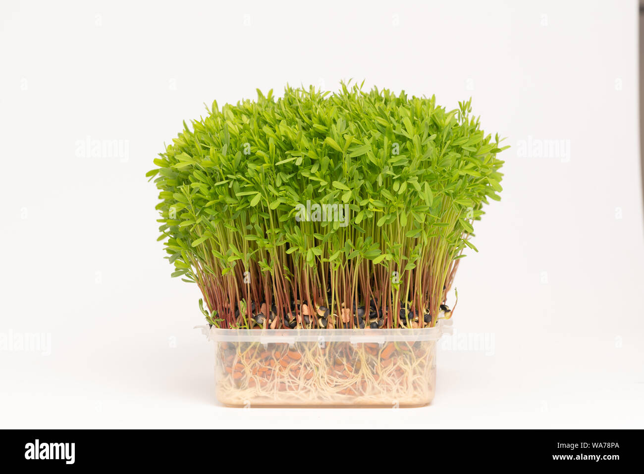 Kale microgreens garden hi-res stock photography and images - Alamy