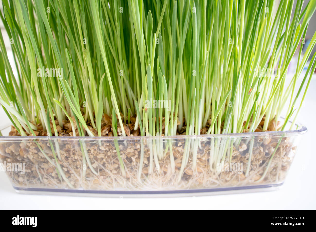 Plant wheat with roots on white background Stock Photo - Alamy