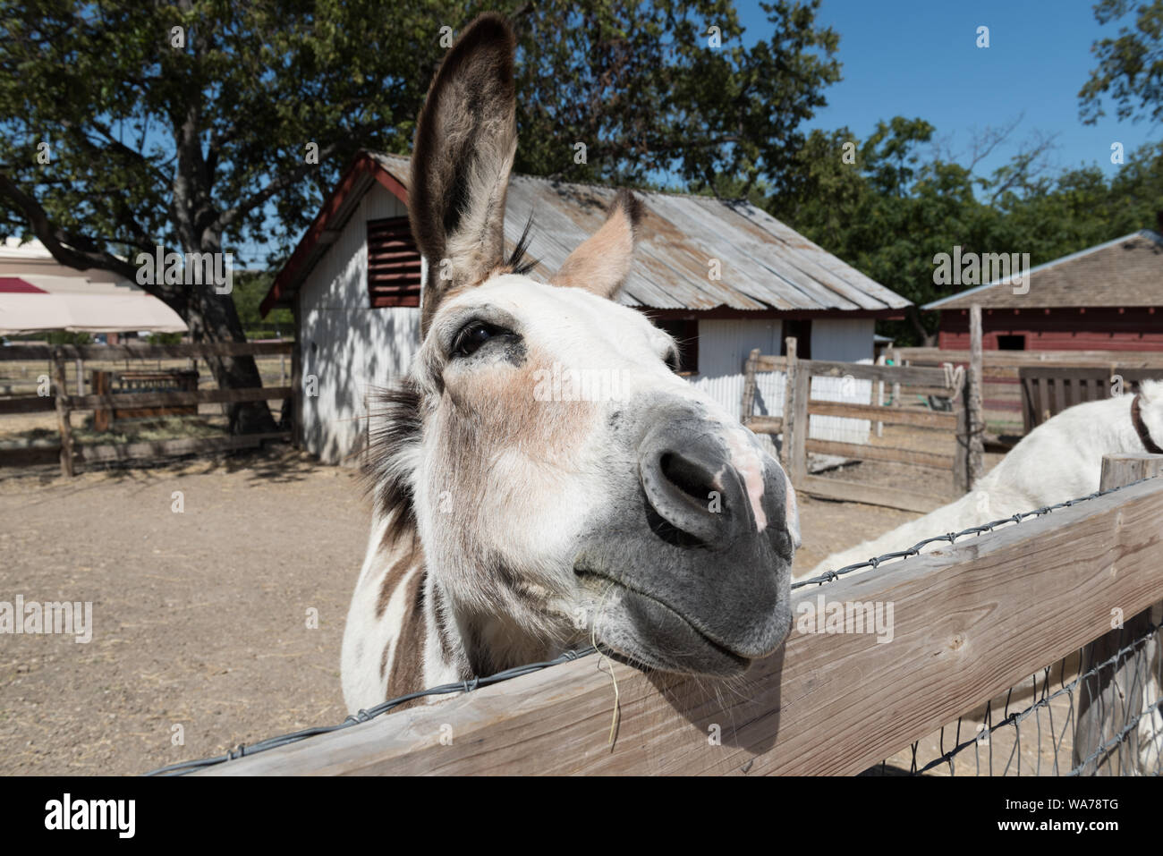 A spotted donkey and a friendly goat at the Heritage Farmstead Museum ...