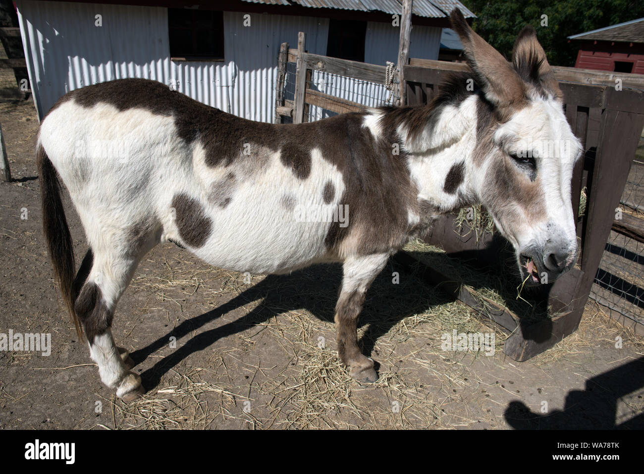 A spotted donkey and a friendly goat at the Heritage Farmstead Museum ...