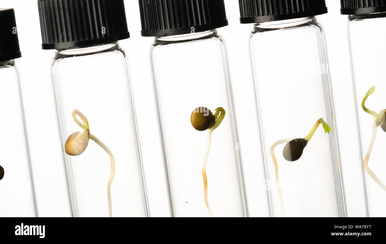 Microgreen sprouts quality control in Sanitary and epidemiological ...