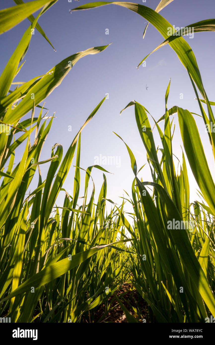 Green summer grass bottom view on sky and sun. Morning Dew on Grass at ...