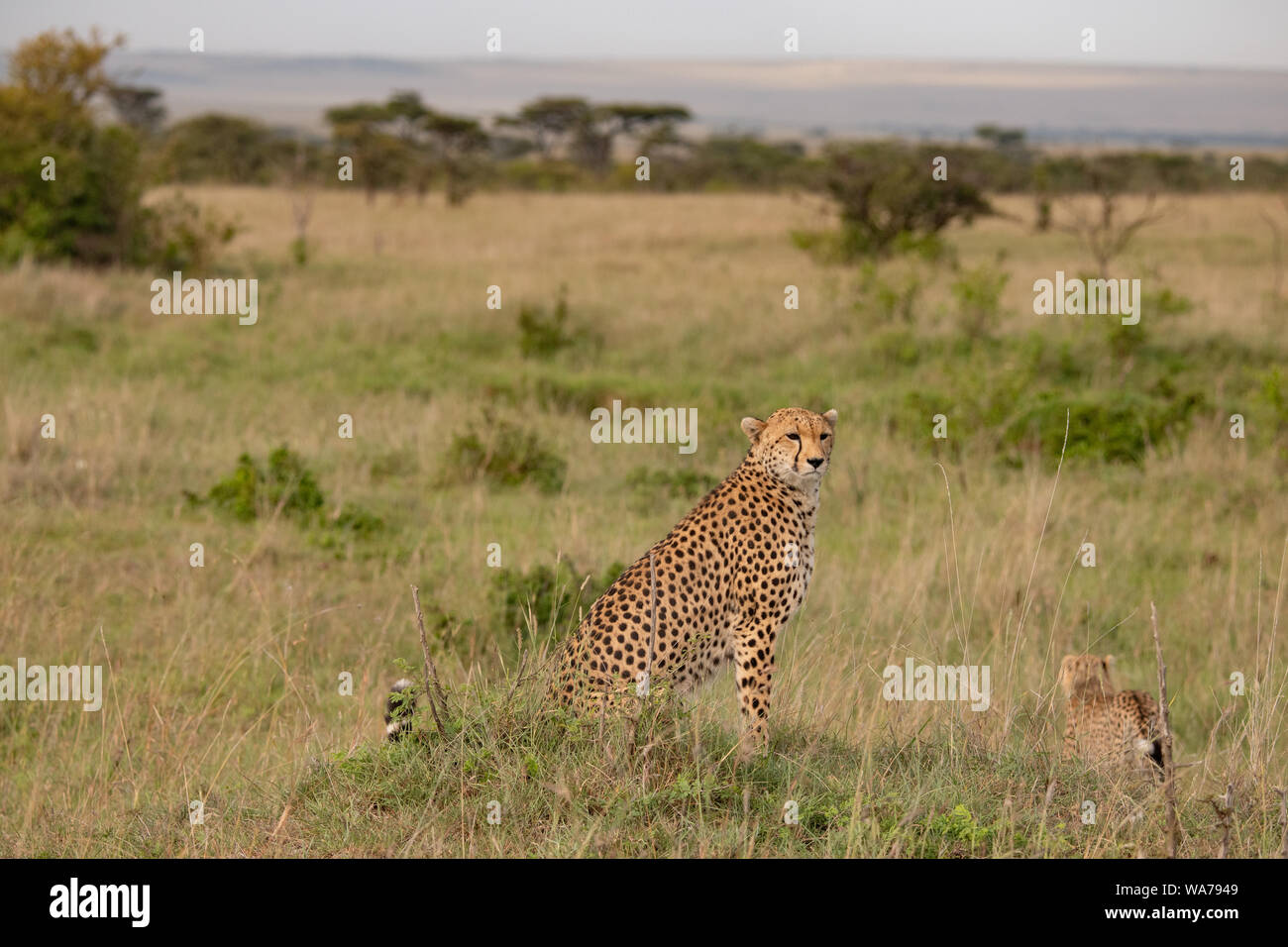Cheetah Sitting In Tree High Resolution Stock Photography and Images ...