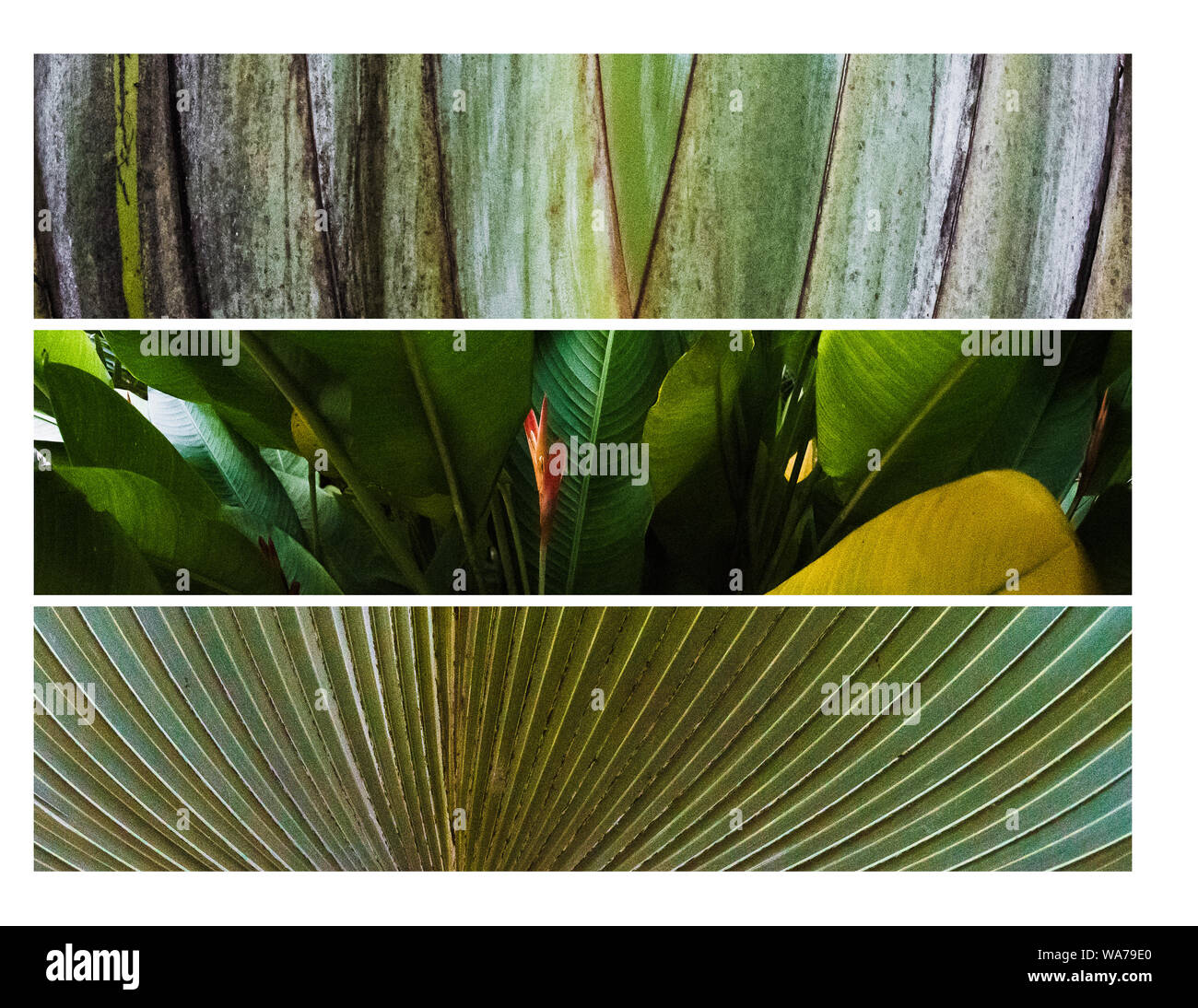 MERIDA YUCATAN NATURE CENOTES Stock Photo - Alamy