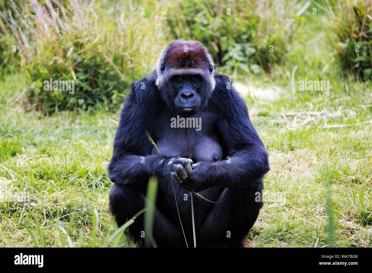 Anthropomorphize wildlife hi-res stock photography and images - Alamy