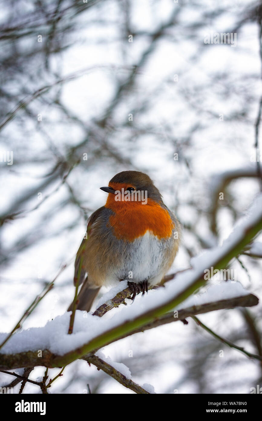 Potential suspect hi-res stock photography and images - Alamy