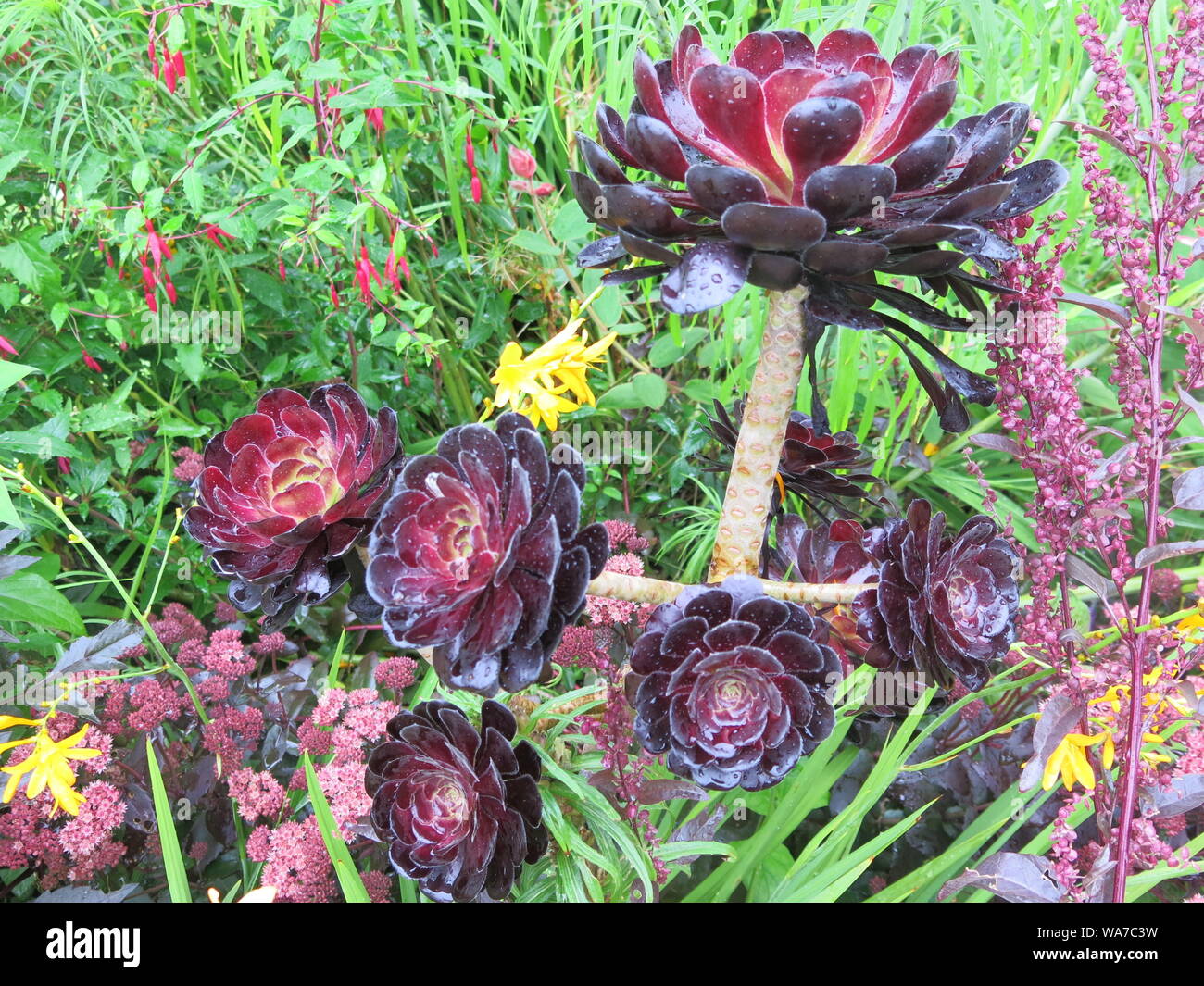 A garden border with the main ornamental plant being the shrub Aeonium ...