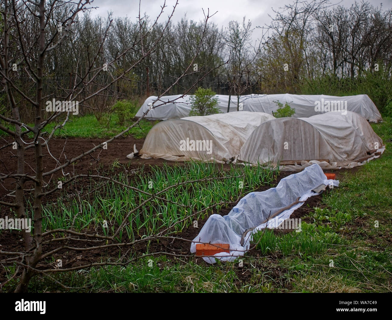 little greenhouse on a spring evening , Russia Stock Photo - Alamy