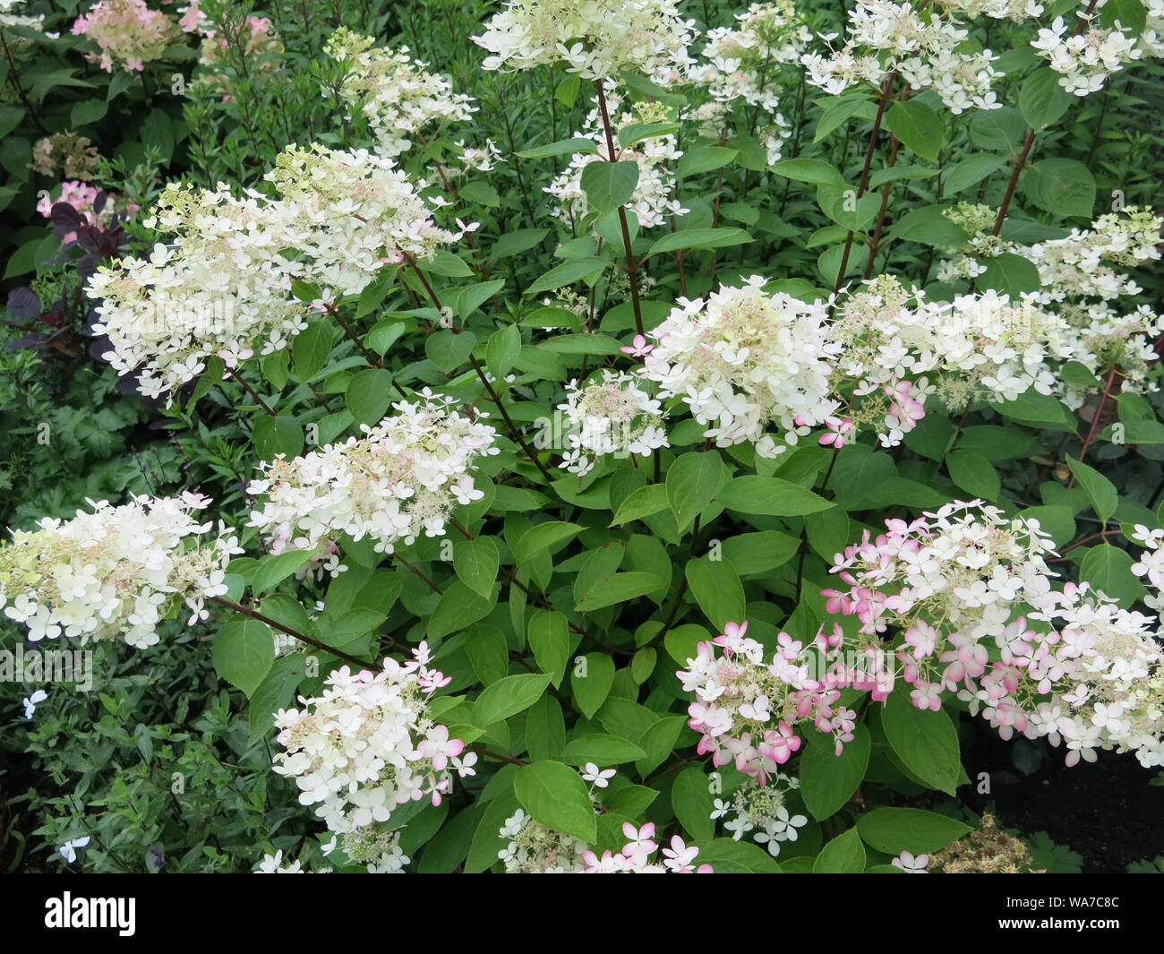 Hydrangea paniculata angels blush hi-res stock photography and images ...