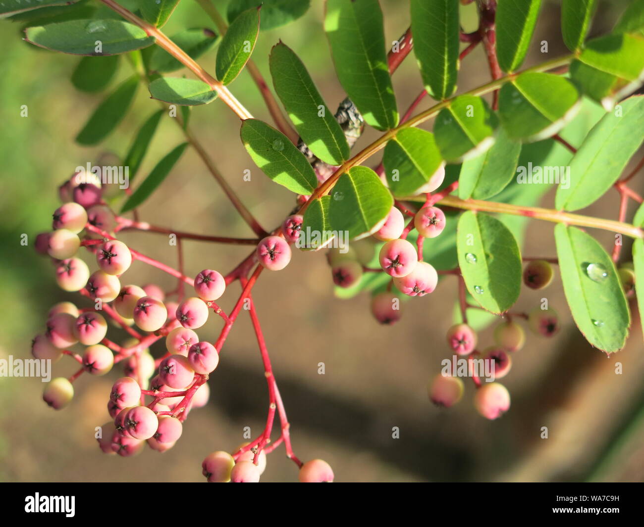 Close-up of a branch of the rowan tree, Sorbus Hupehensis, with its ...