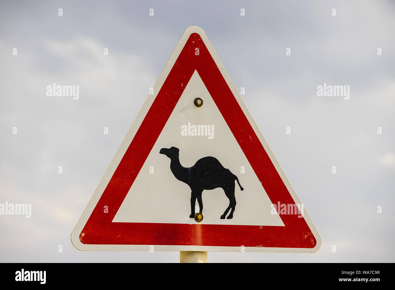 be careful with camels in Israel Stock Photo - Alamy