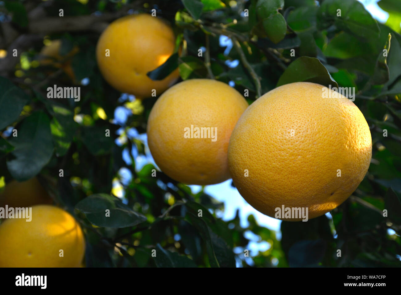 ripe grapefruit at tree Stock Photo - Alamy