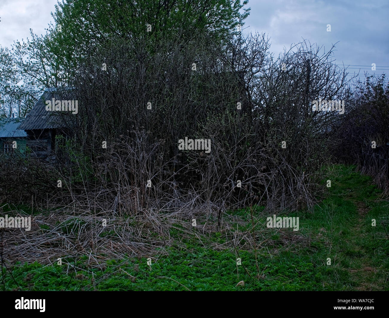old barn in the bushes in the evening , Russia Stock Photo - Alamy
