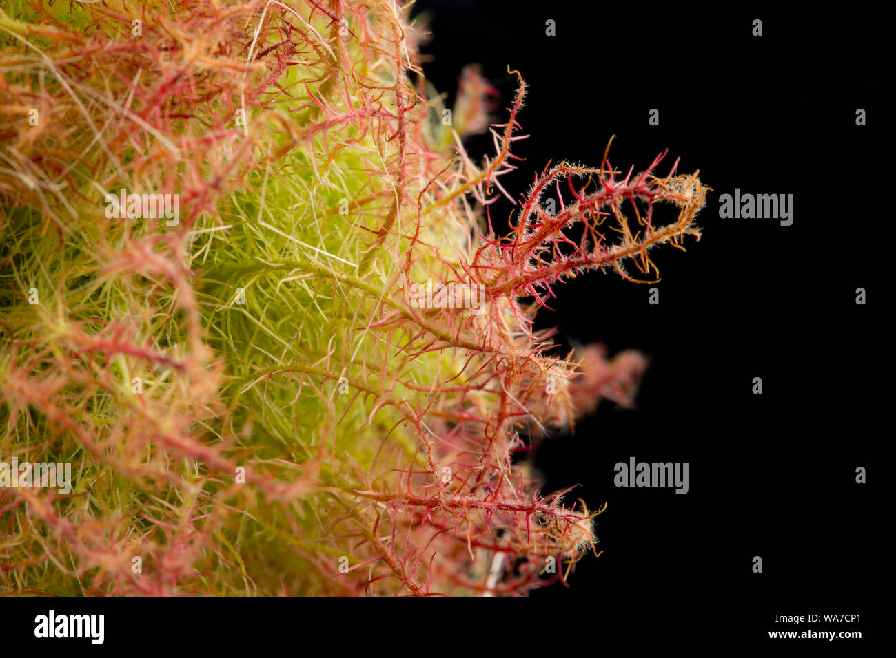 An example of Robin’s Pincushion Gall, also known as the Bedeguar gall ...