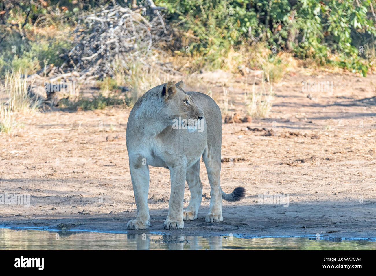 A lioness, Panthera leo, with full belly, looking sideways Stock Photo ...