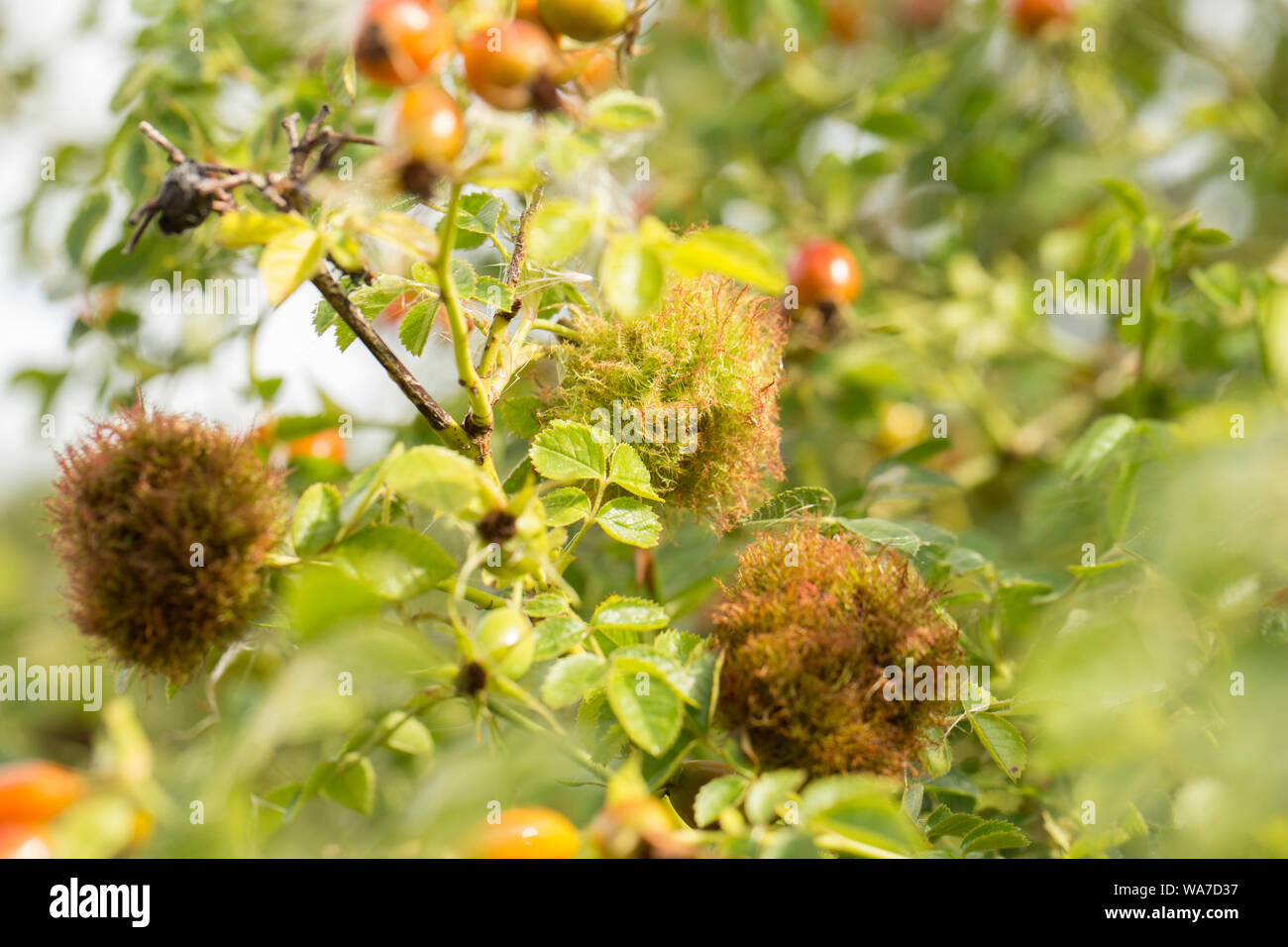 Three examples of Robin’s Pincushion Gall, also known as the Bedeguar ...