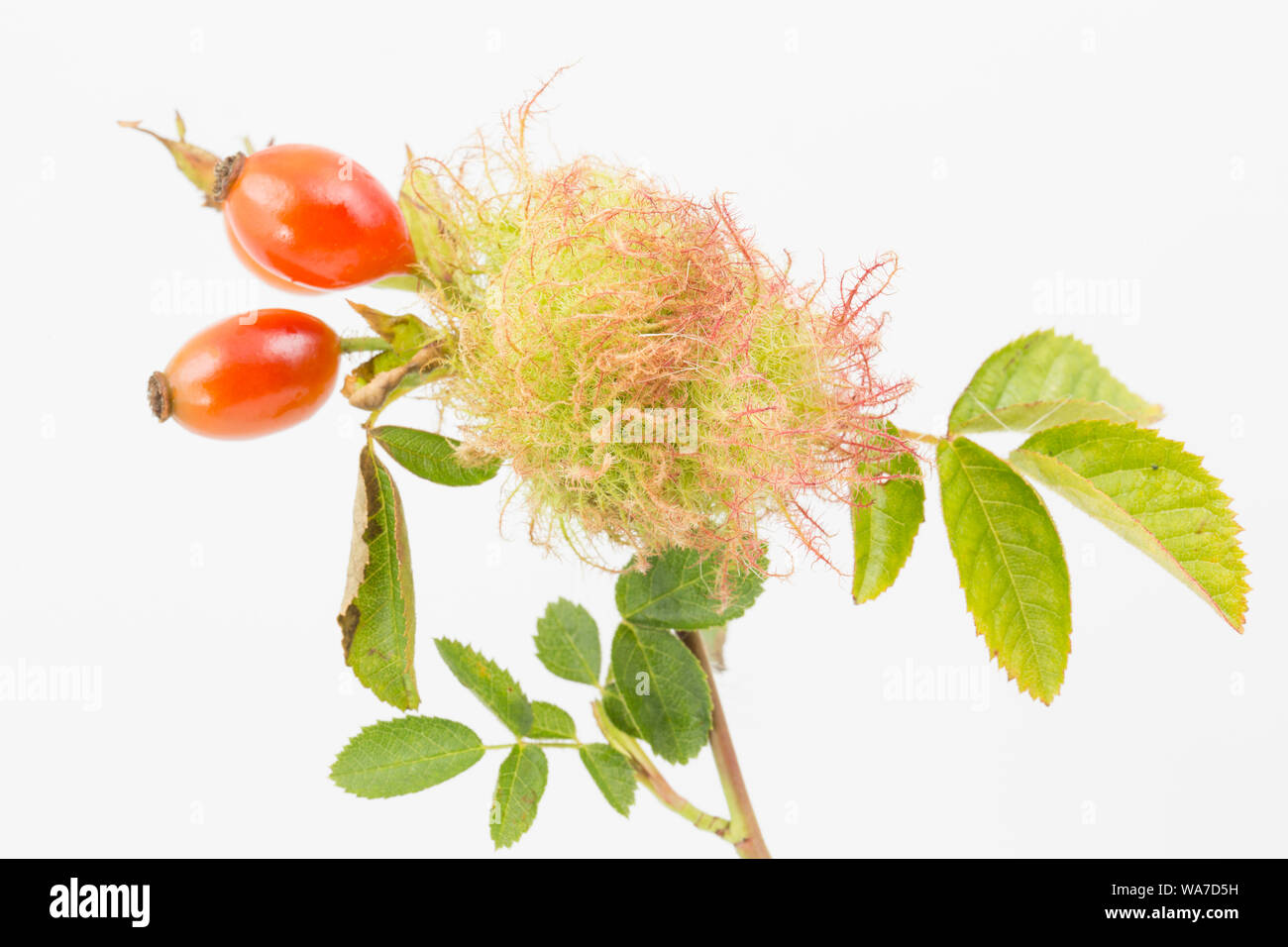 An example of Robin’s Pincushion Gall, also known as the Bedeguar gall ...