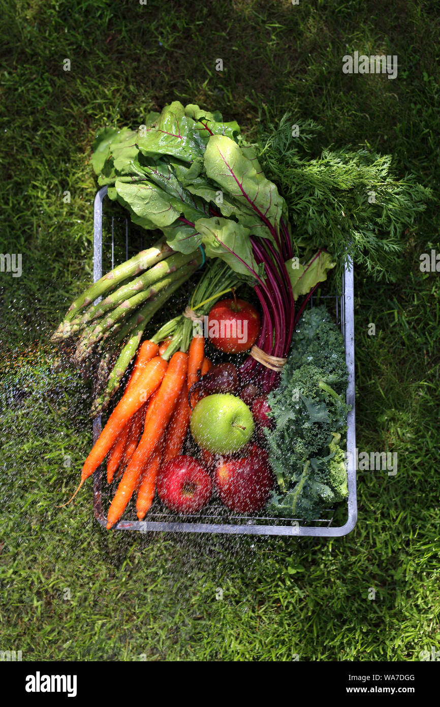 Vegetables straight from the garden. Natural ecological food Stock ...