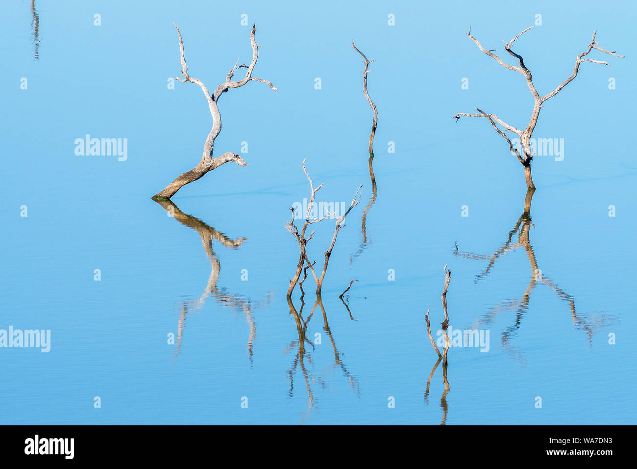 Dead trees, with their reflections visible, in the Pioneer Dam Stock ...