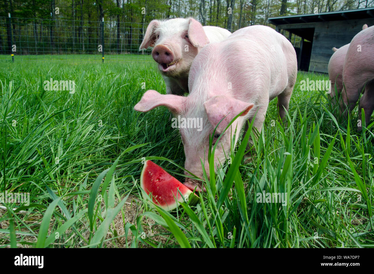 Two happy adorable pink piglets eating watermelon in a grass meadow ...