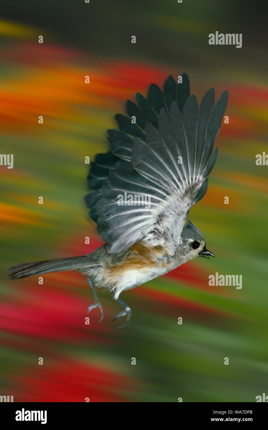Tufted titmouse in flight hi-res stock photography and images - Alamy