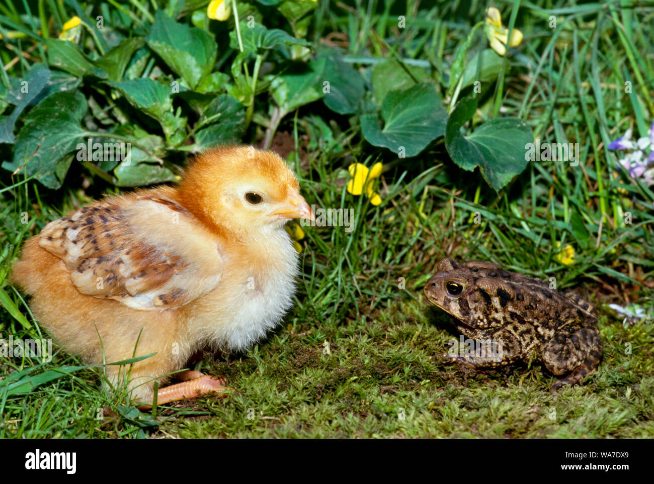 Unusual friends: Adorable fluffy yellow Rhode Island Red baby chick and ...