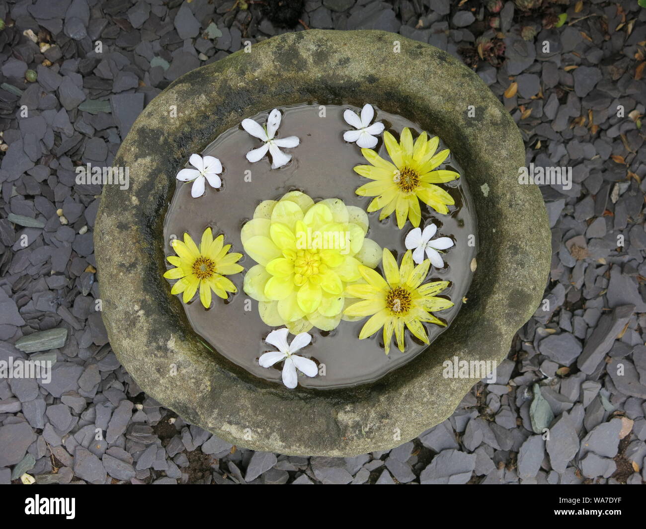 A decorative array of yellow and white flower-heads float in a shallow ...