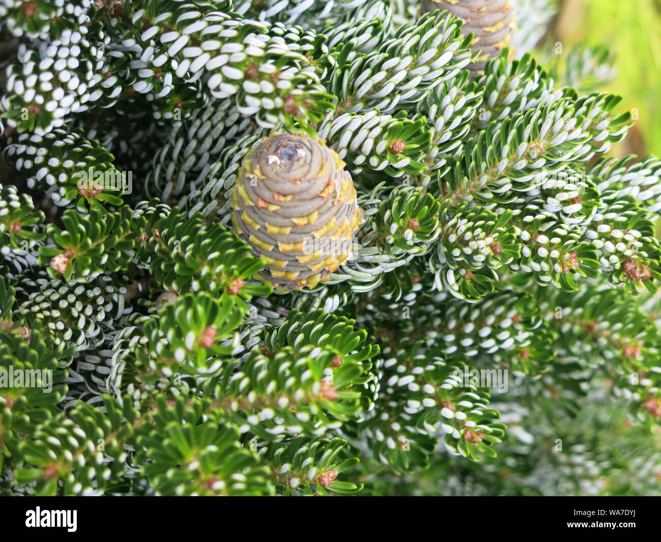 Abies koreana ice breaker hi-res stock photography and images - Alamy