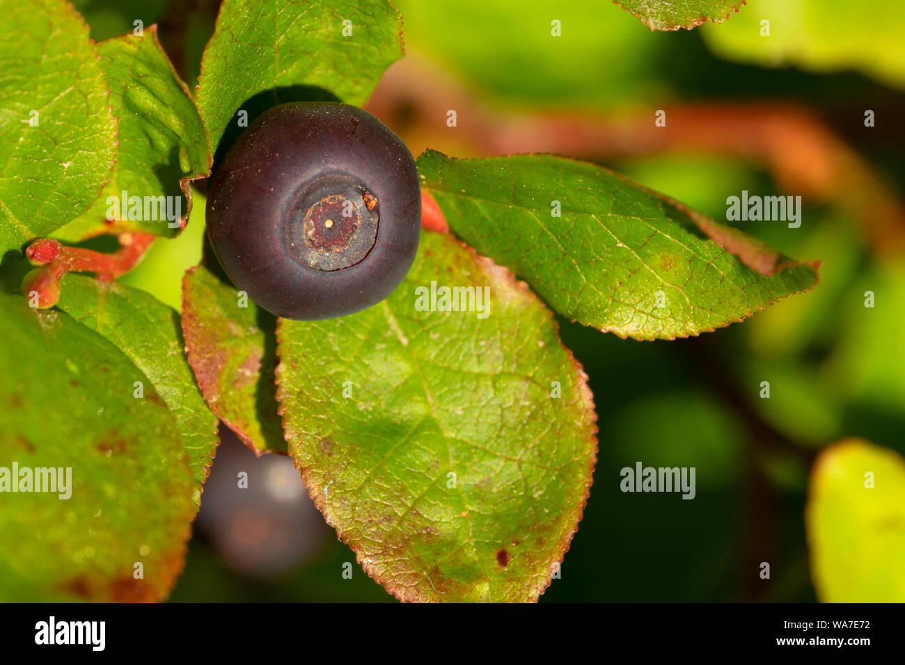 Huckleberry, Ollalie Lake Scenic Area, Mt Hood National Forest, Oregon ...