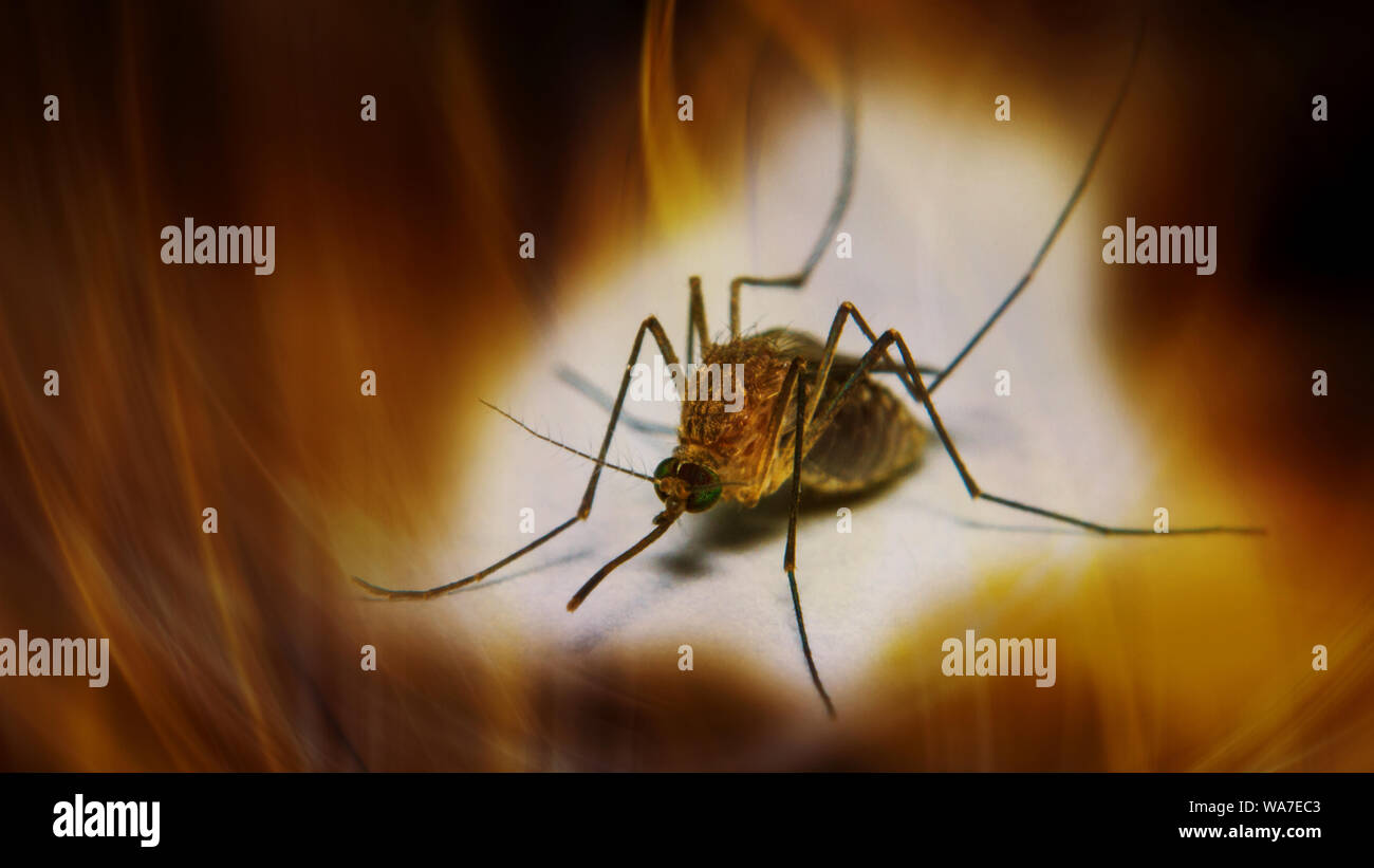 Avoid mosquito Itchy, irritating bites and diseases transmitted by ...