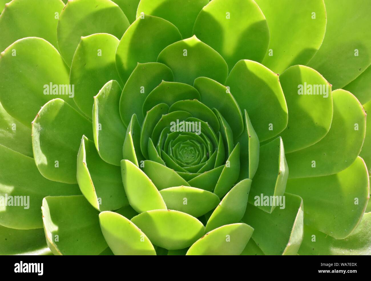 Close-up photograph of the patterns and leaves of a succulent aloe ...