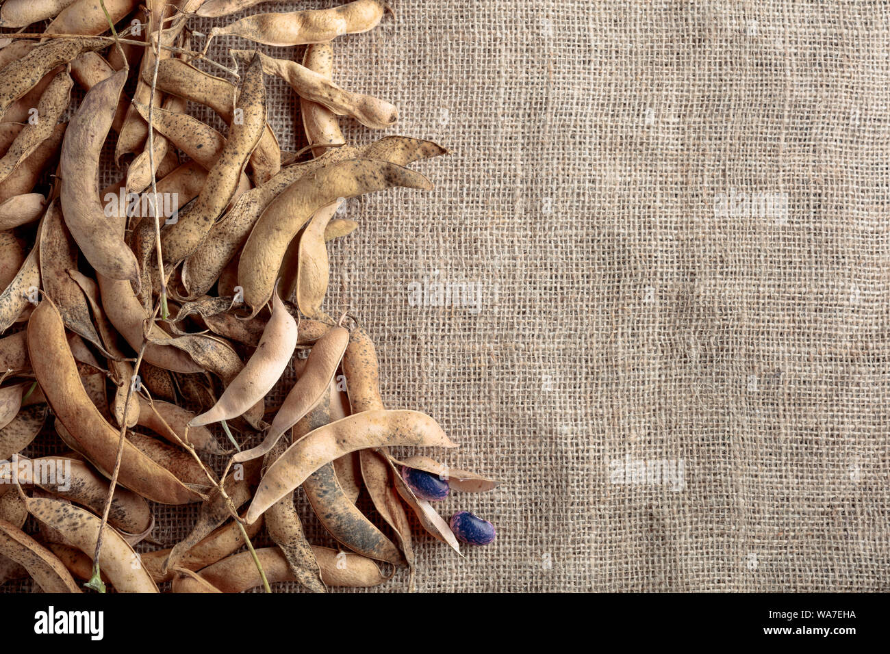 Dry bean pods with beans on the burlap . Top view, copy space for your ...