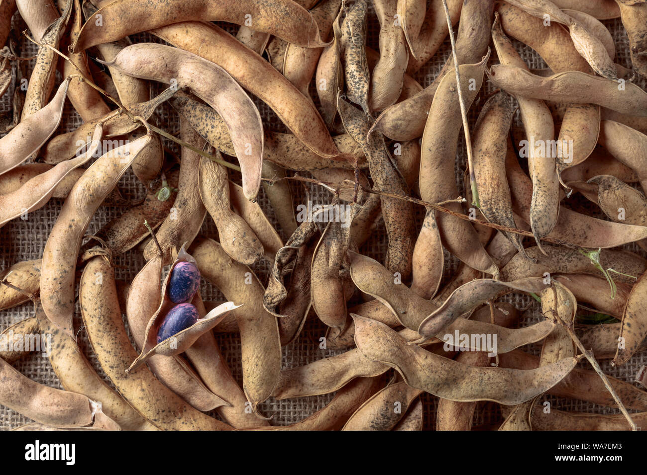 Dry bean pods with beans on the burlap . Top view, copy space for your ...