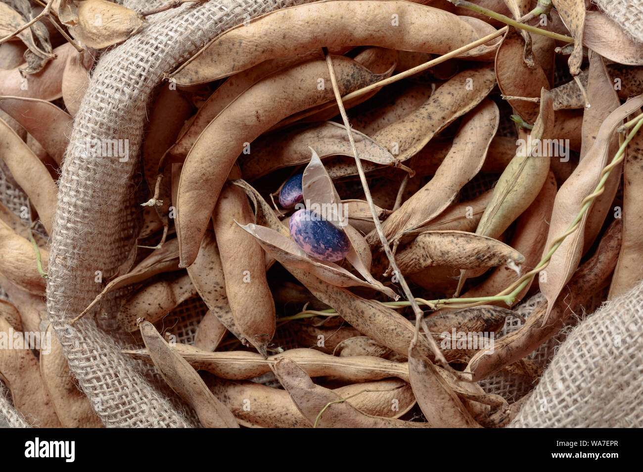 Dry bean pods with beans on the burlap . Top view, copy space for your ...