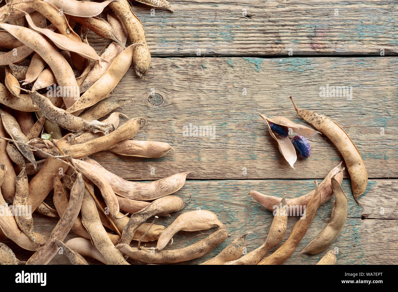 Dry bean pods with beans on a old wooden background . Top view, copy ...