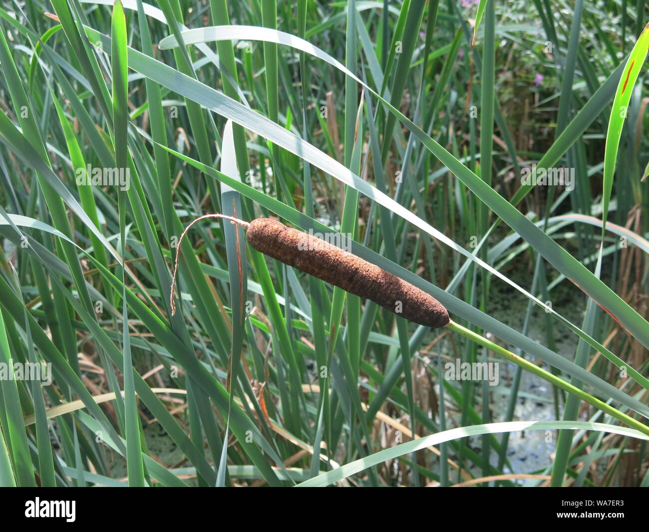 Marshy Habitat High Resolution Stock Photography and Images - Alamy
