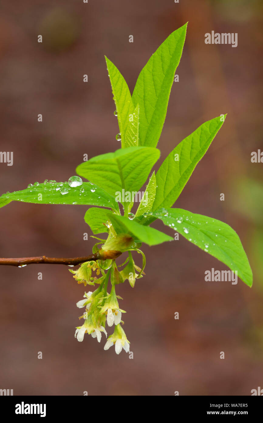 Indian plum hi-res stock photography and images - Alamy