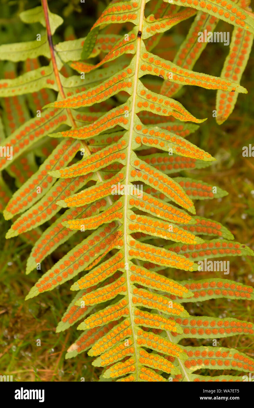 Licorice fern hi-res stock photography and images - Alamy