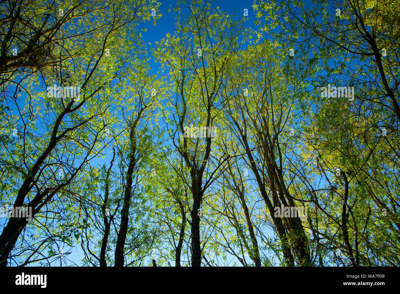 Canopy of willow hi-res stock photography and images - Alamy